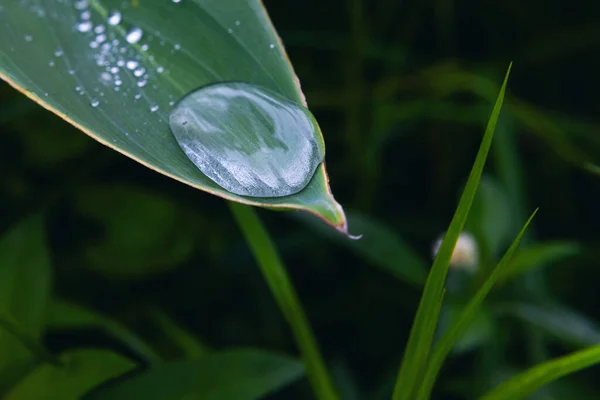 Gotas de água folha Stock Photos, Royalty Free Gotas de água folha ...