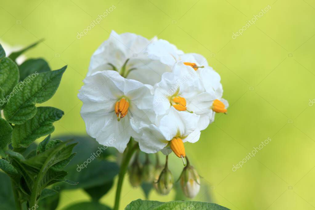 Detalle de la cabeza de la flor de papa contra el fondo borroso del ...