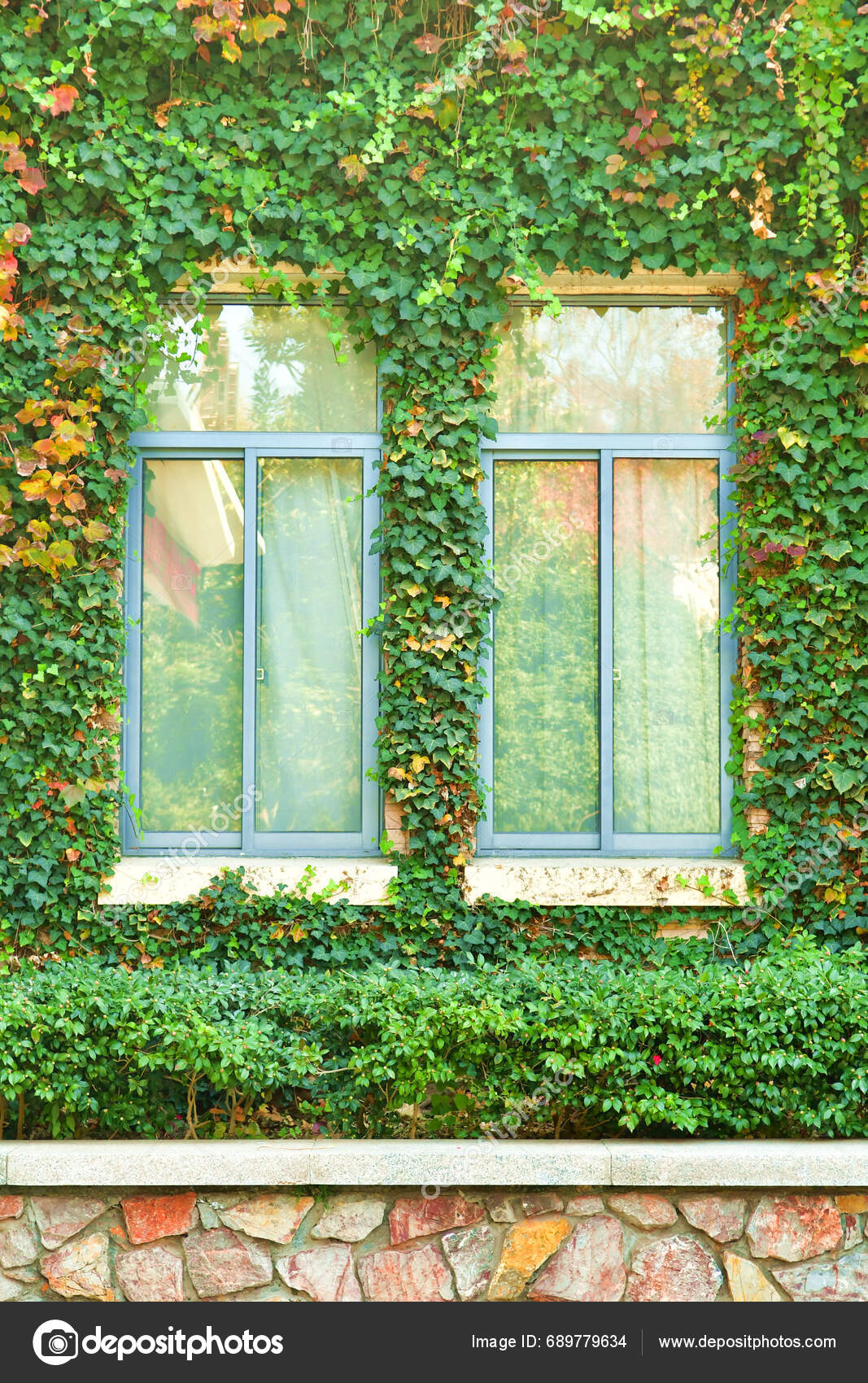 Photo Windows Facade Building Covered Vines Autumn Stock Photo by ...