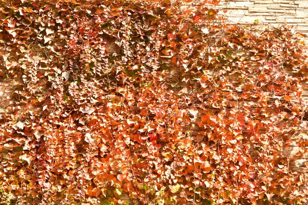 Photo Windows Facade Building Covered Vines Autumn Stock Photo by ©tshooter 689779634