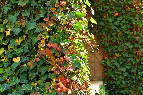 Photo Windows Facade Building Covered Vines Autumn Stock Photo by ©tshooter 689779634