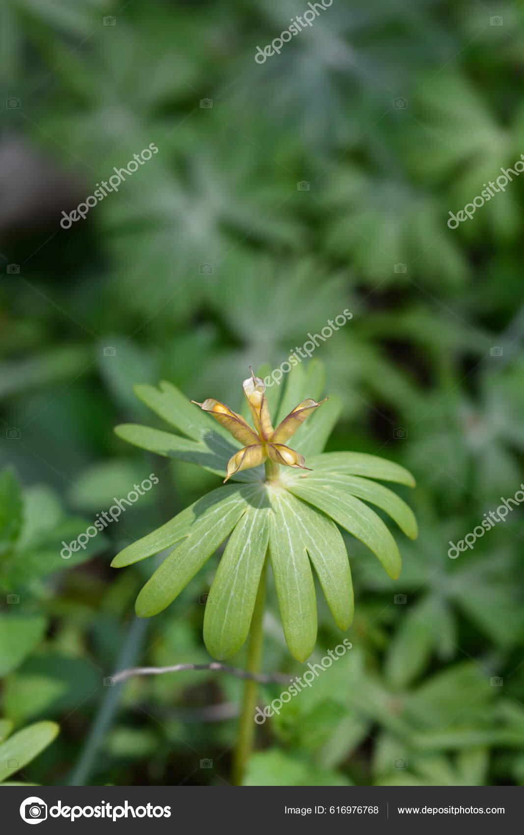 Aconite Seed