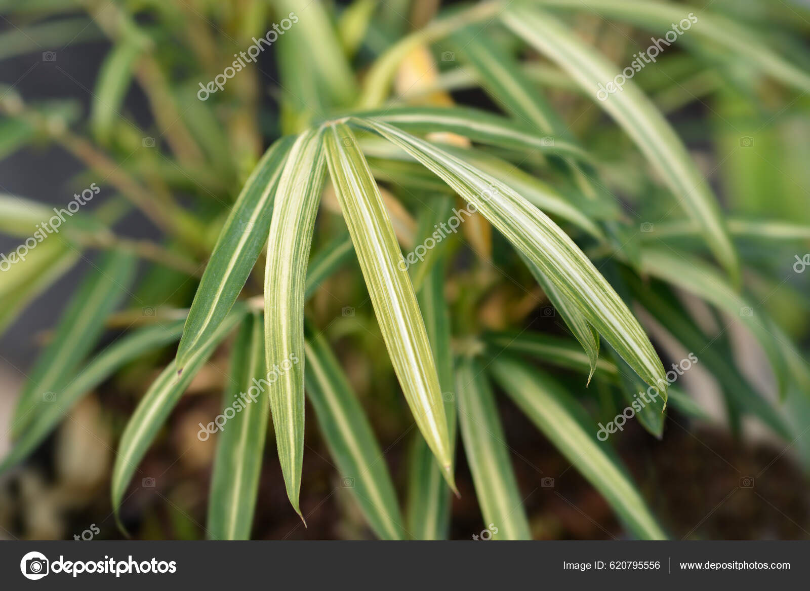 Dwarf White Striped Bamboo Leaves Latin Name Pleioblastus Fortunei ...