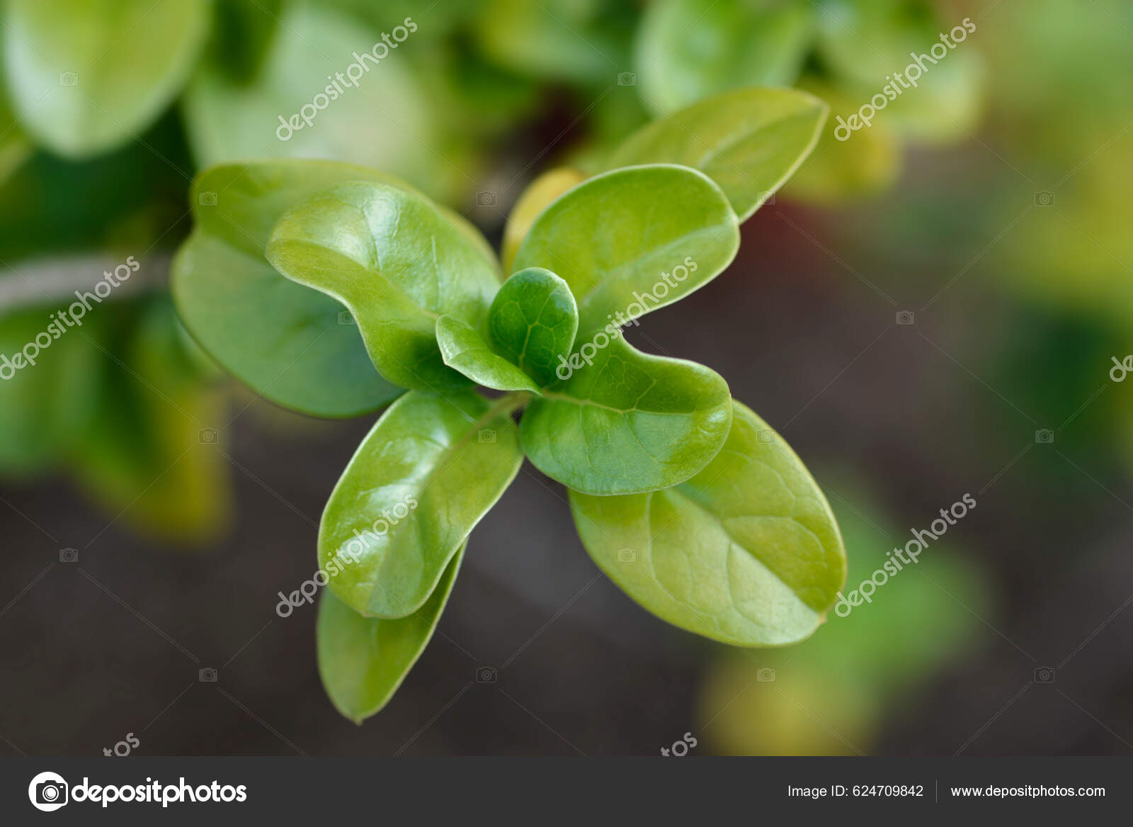 Mirror Bush Leaves Latin Name Coprosma Repens — Stock Photo © nahhan ...
