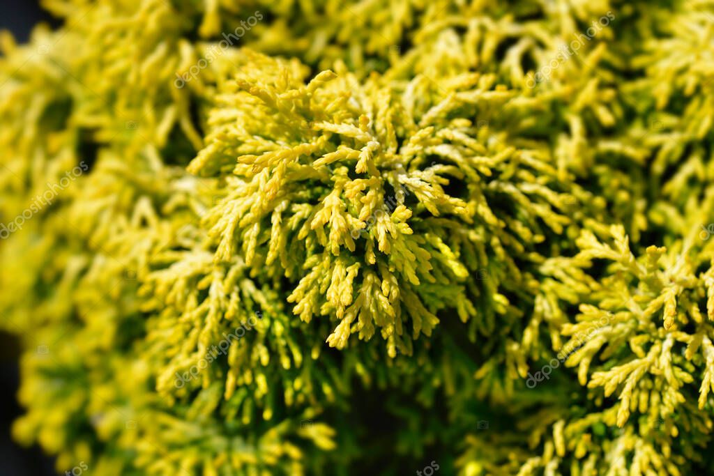 Hinoki cypress Butterball branches - Latin name - Chamaecyparis obtusa ...