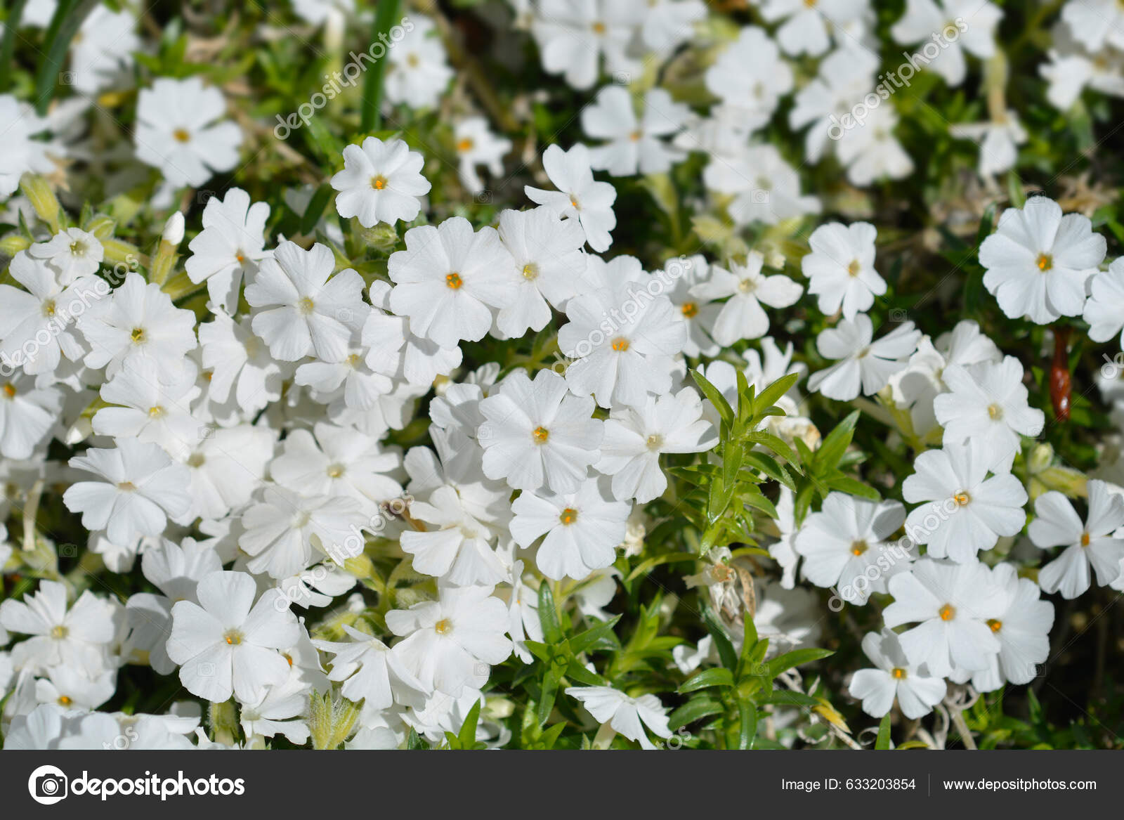 White Phlox Bouquet