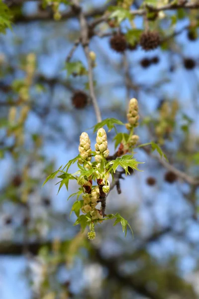 Liquidambar Styraciflua Flower
