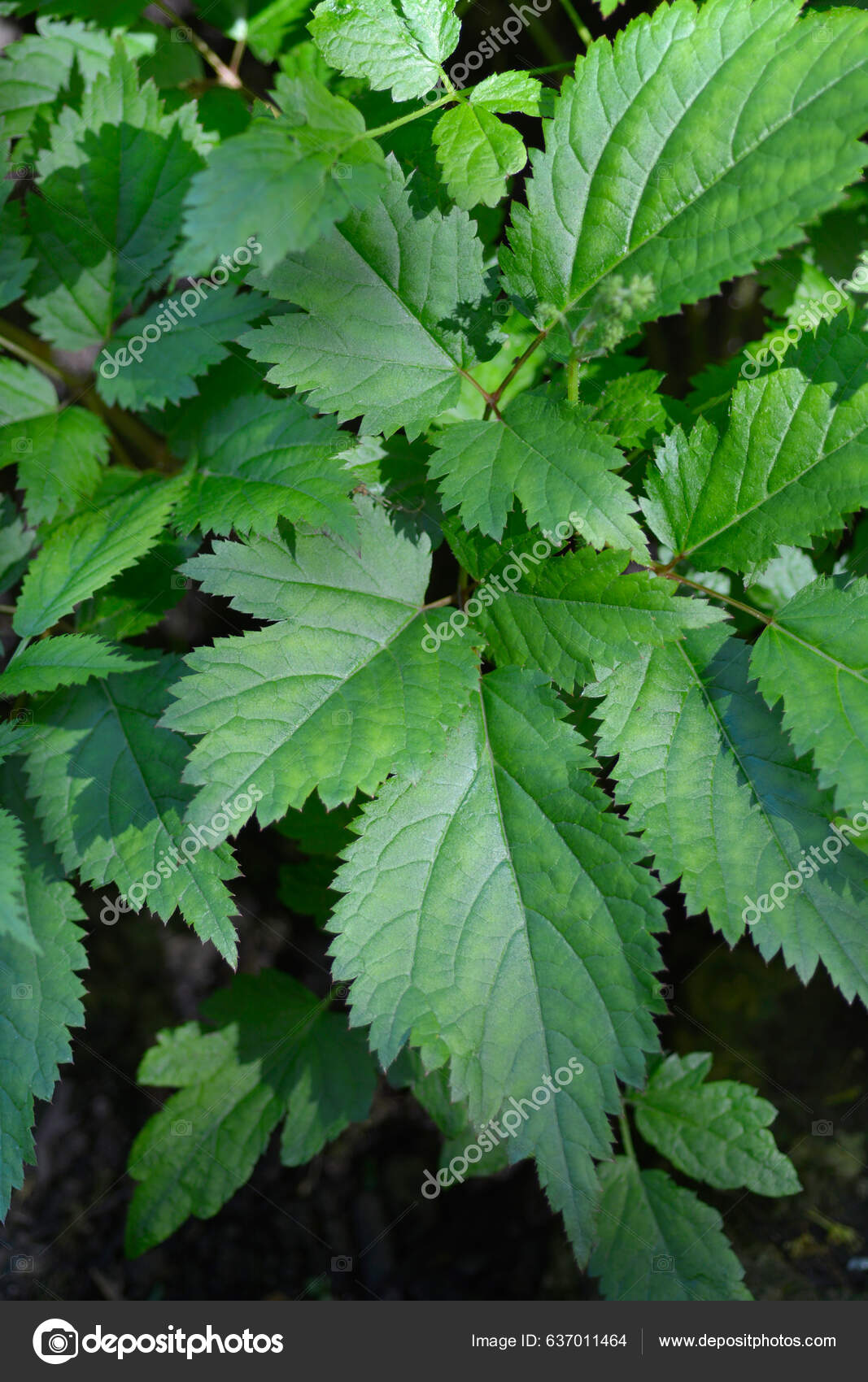 Astilbe Leaves