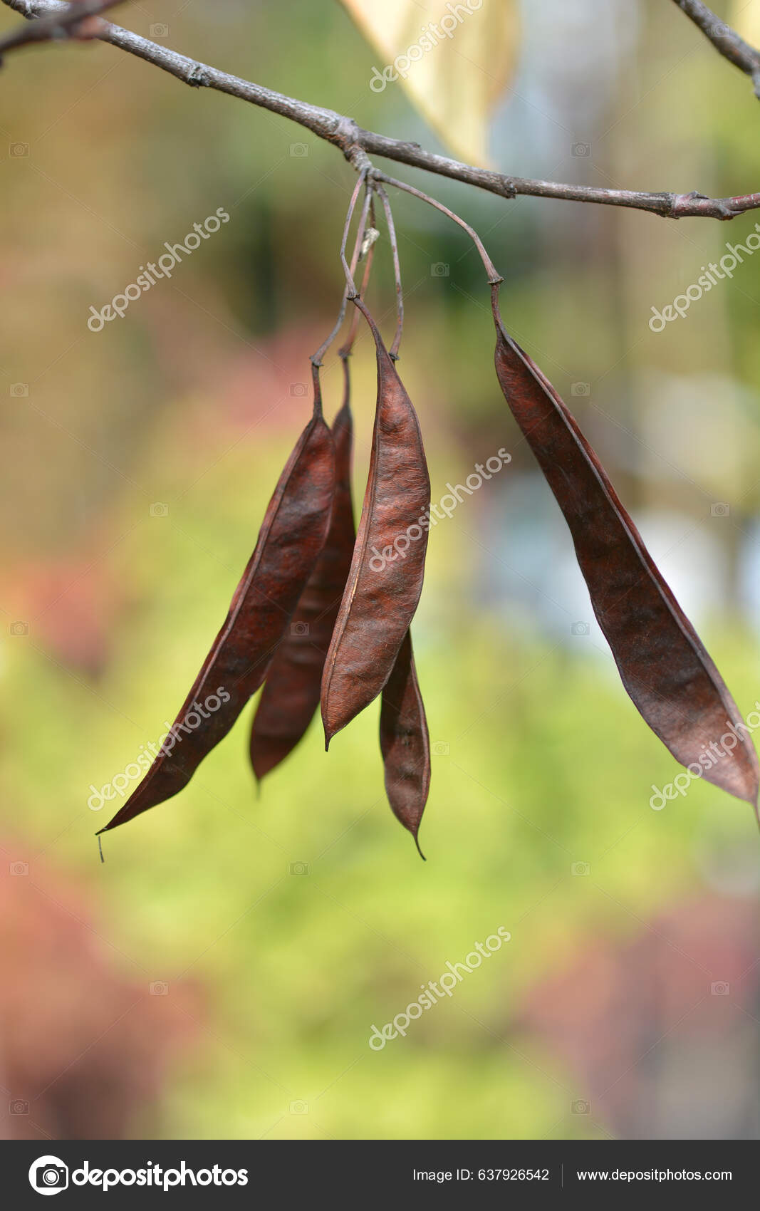 Judas Tree Seed Pods Latin Name Cercis Siliquastrum — Stock Photo ...