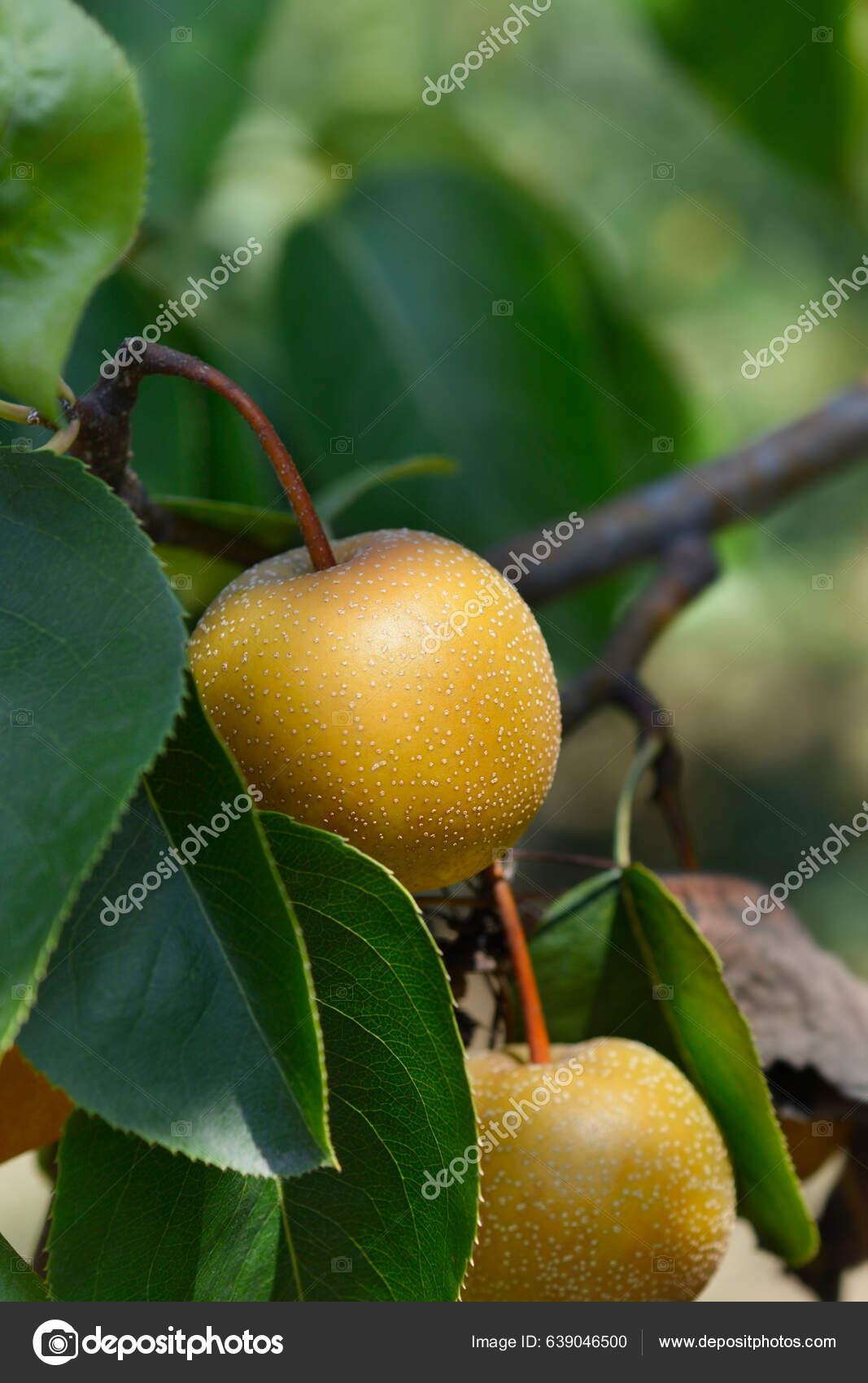 Pyrus Pyrifolia Fruit