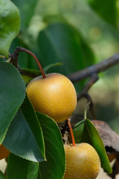 Japanese Pear Tree Branch Fruit Latin Name Pyrus Pyrifolia — Stock ...