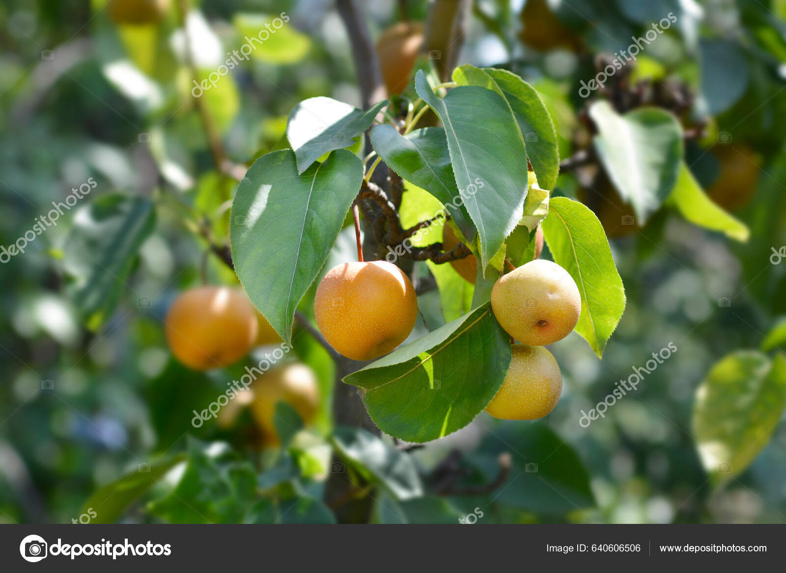 Japanese Pear Tree Branch Fruit Latin Name Pyrus Pyrifolia — Stock ...