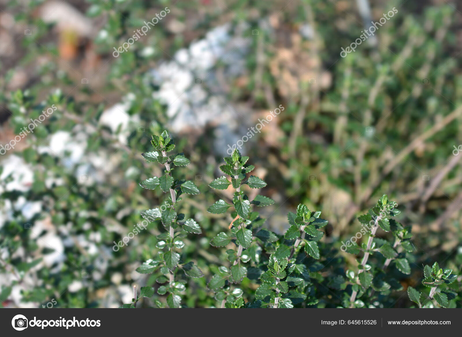 Hedge Germander Leaves Latin Name Teucrium Lucidrys Stock Photo by ...