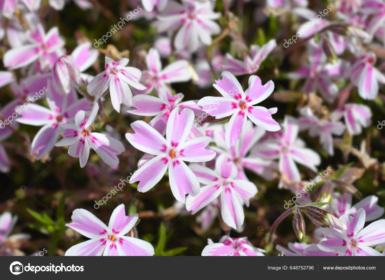 Phlox Subulata Candy Stripe