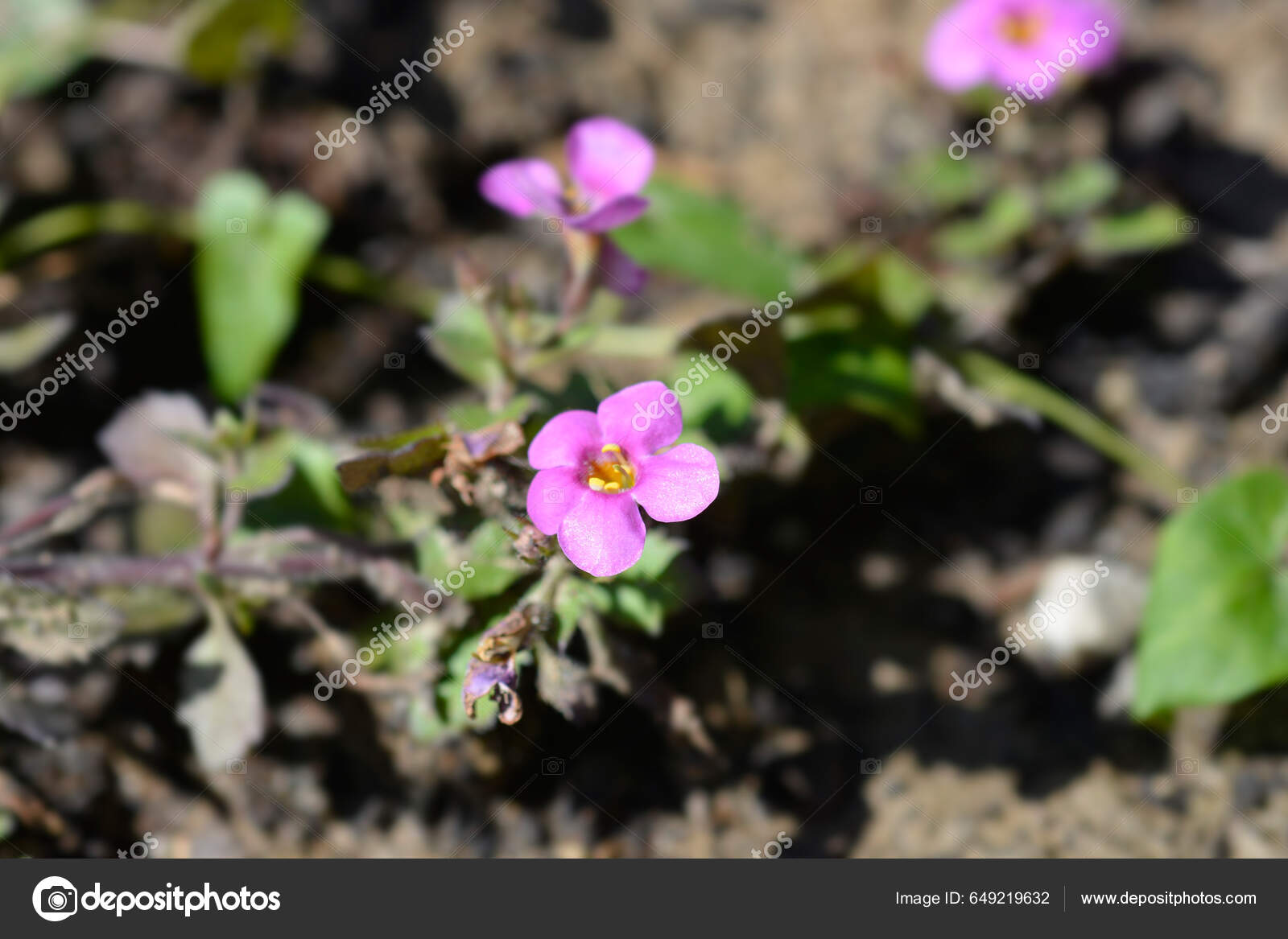Pink Bacopa