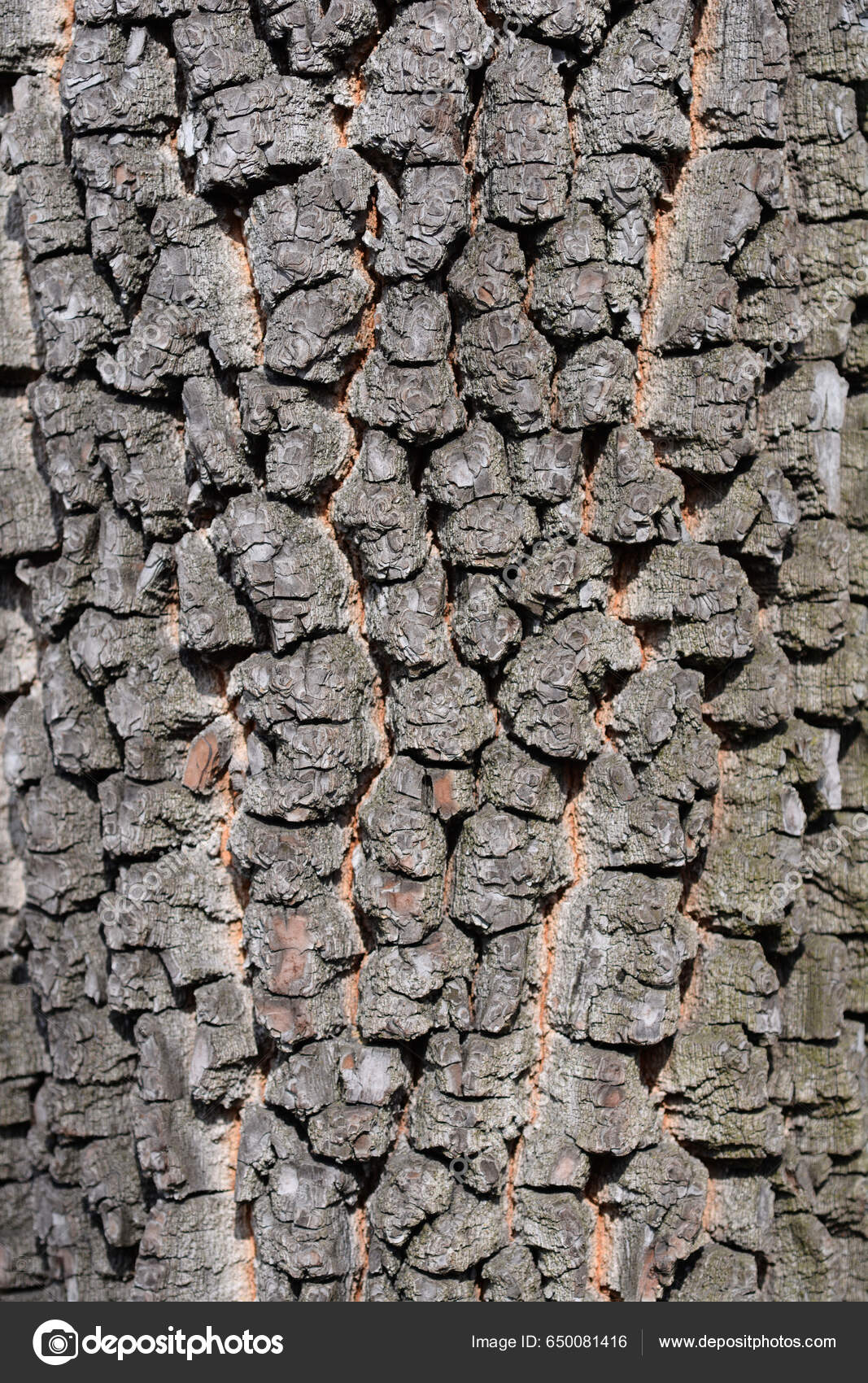 Diospyros Virginiana Bark