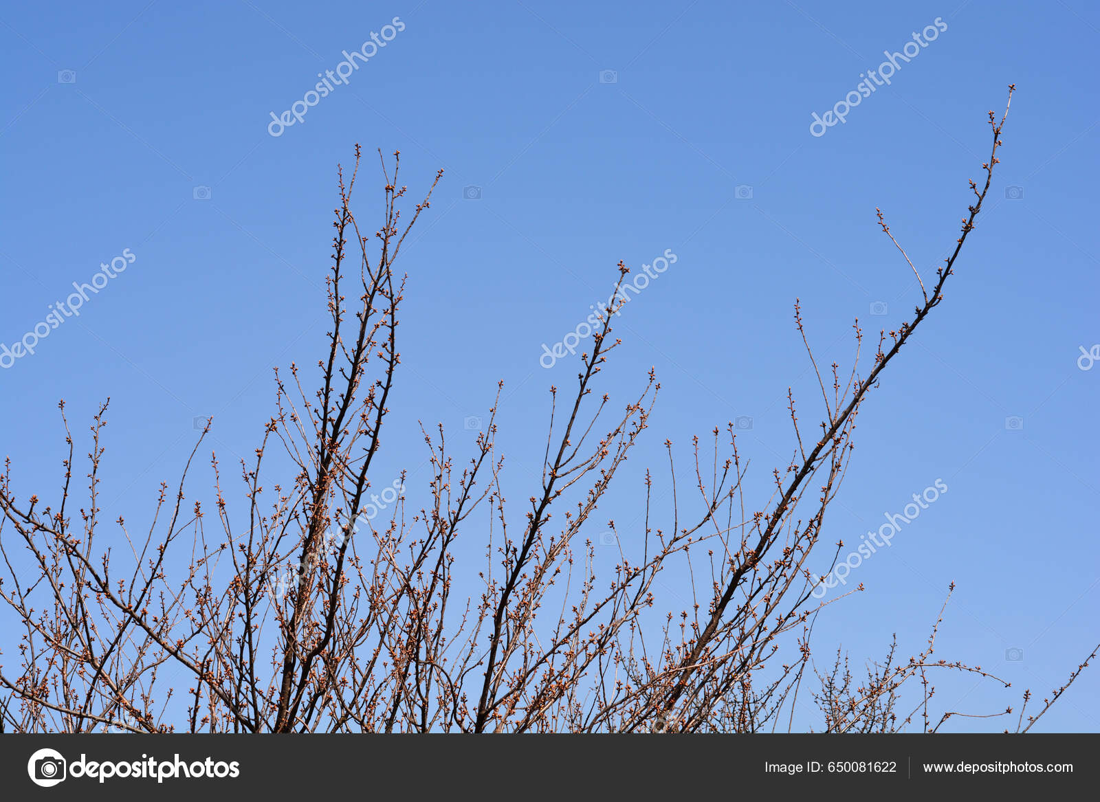 Damson Plum Branches Flower Buds Latin Name Prunus Domestica Ssp Stock ...