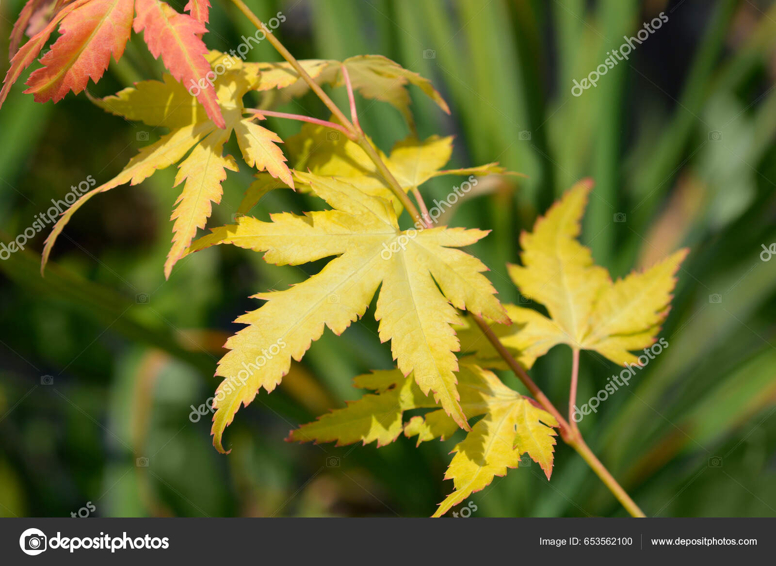 Green Japanese Maple Scientific Name
