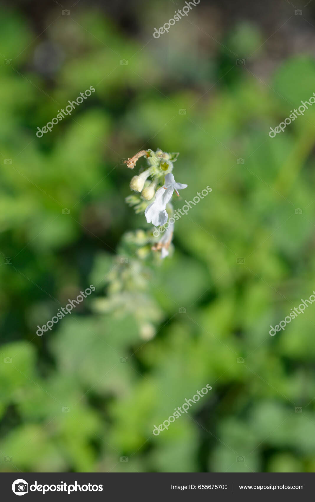 Catmint Snowflake Small White Flowers Latin Name Nepeta Racemosa ...