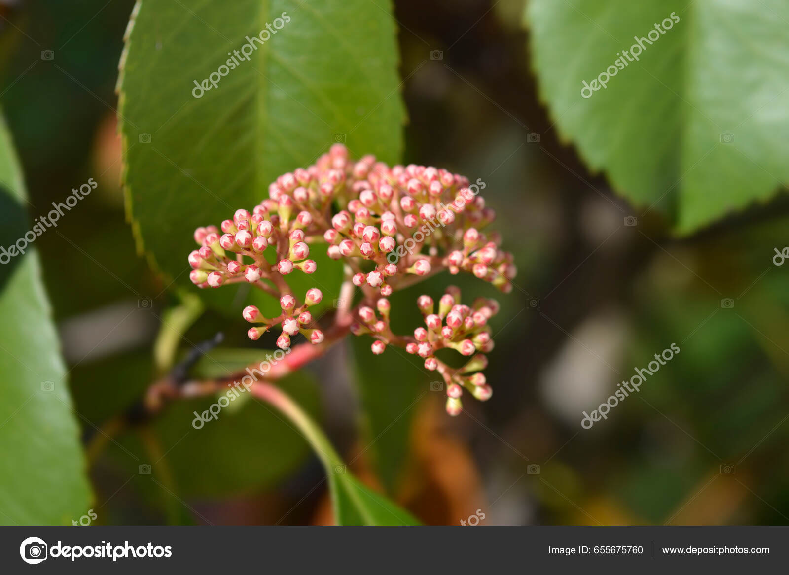 Photinia Red Robin Flower Buds Latin Name Photinia Fraseri Red — Stock ...