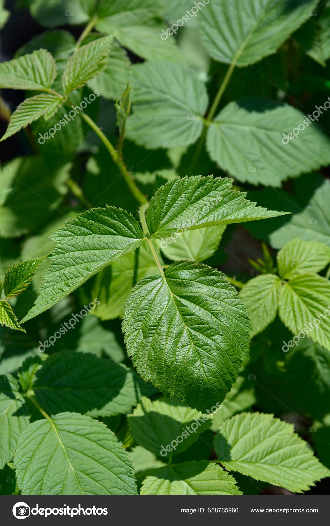 Rubus Idaeus Leaf