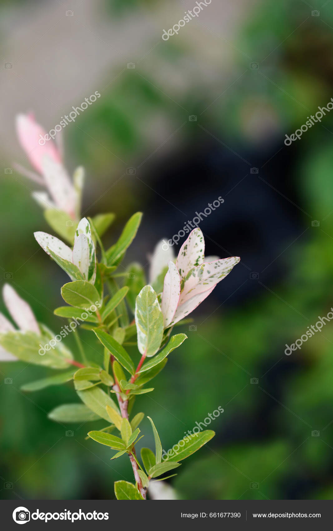 Dwarf Flamingo Willow Hakuro Nishiki Branch Latin Name Salix Integra ...