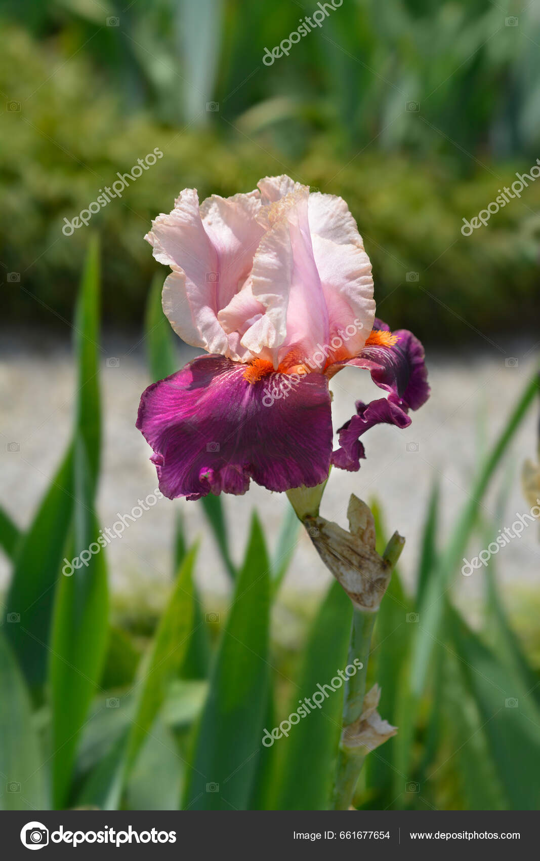 Color Splash Photography Flowers