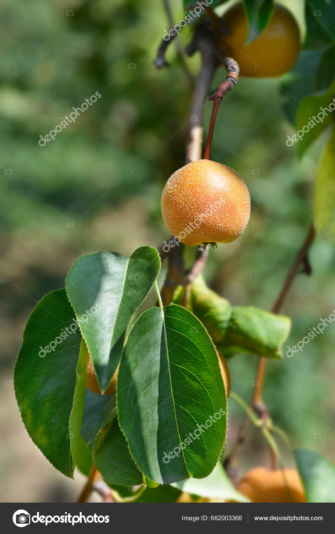 Pyrus Pyrifolia Fruit