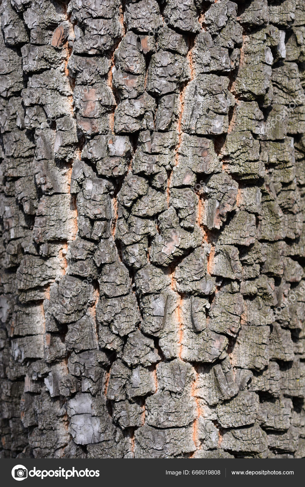 Diospyros Virginiana Bark