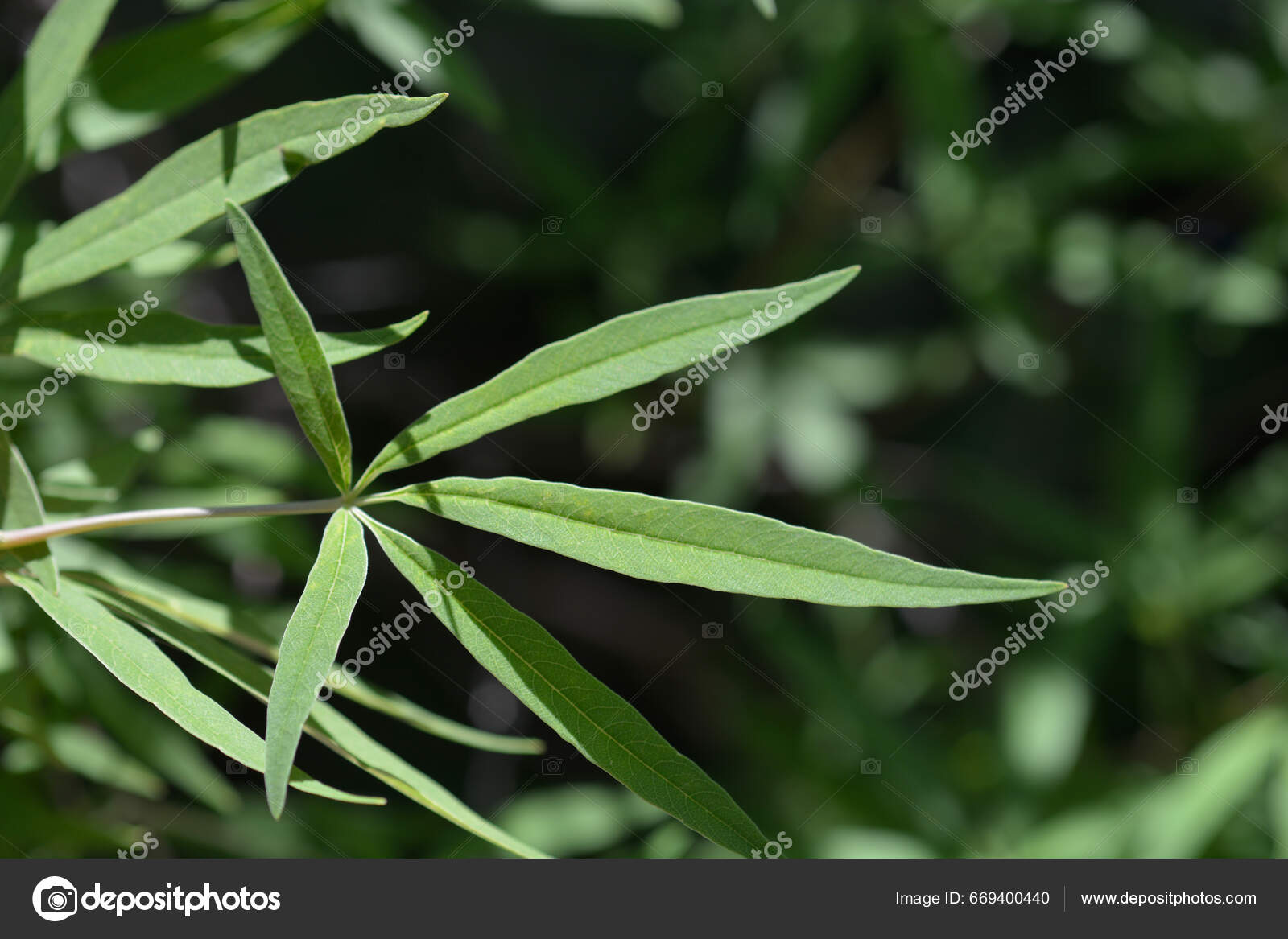 Chaste Tree Leaves
