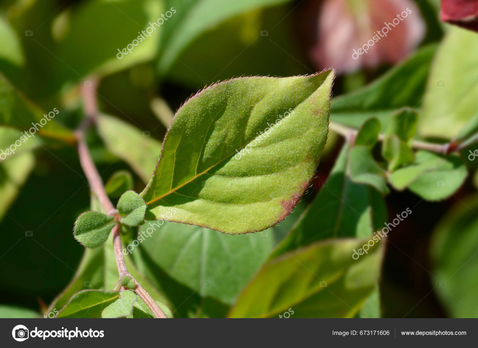 Blue Leadwort Leaves Latin Name Ceratostigma Plumbaginoides — Stock ...