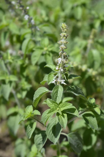 Ocimum Kilimandscharicum