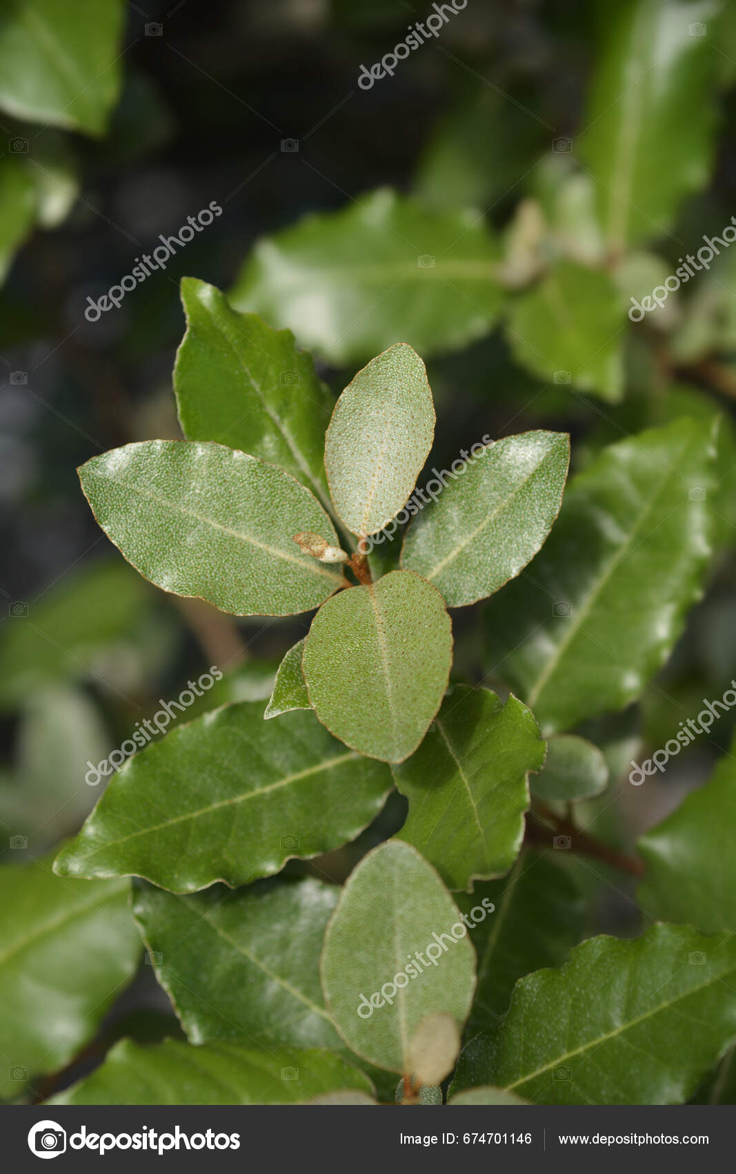Hojas Oleaster Compacta Nombre Latino Elaeagnus Submacrophylla Compacta ...