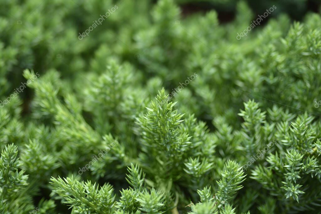 Enebro de jardín japonés enano - Nombre latino - Juniperus procumbens ...
