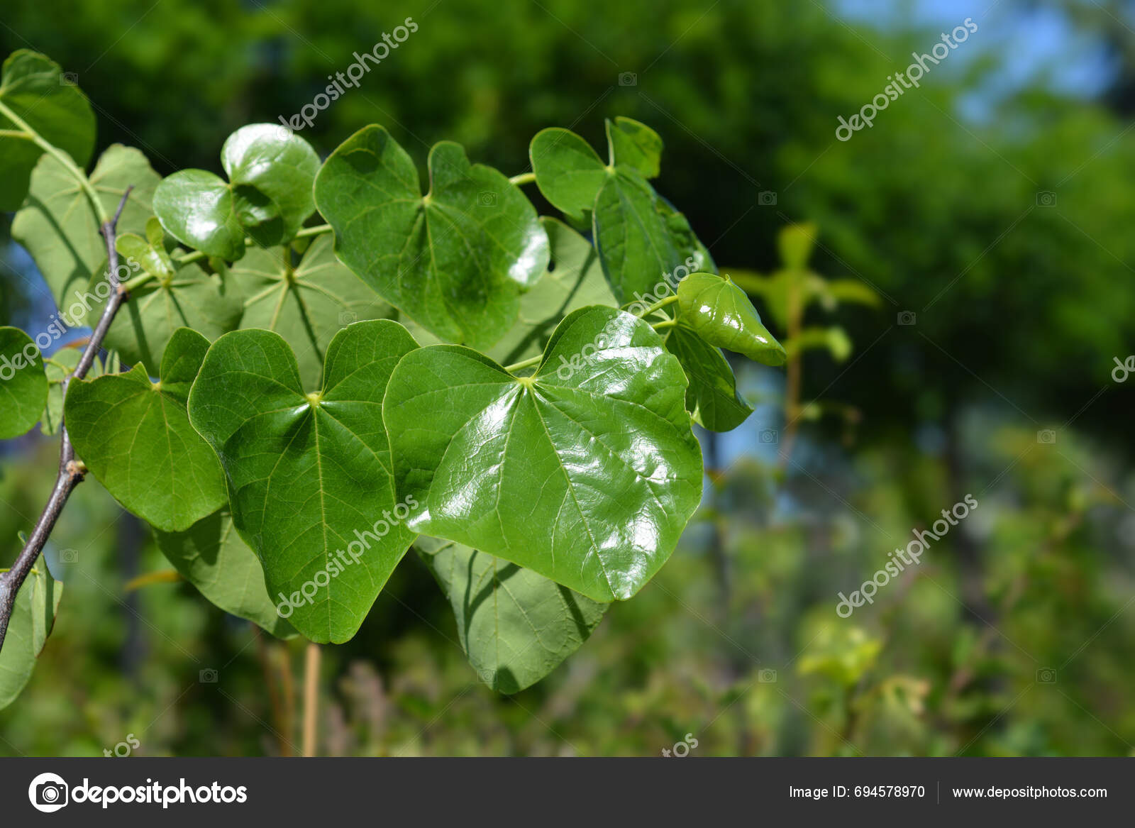 Texas White Redbud Leaves Latin Name Cercis Canadensis Var Texensis ...