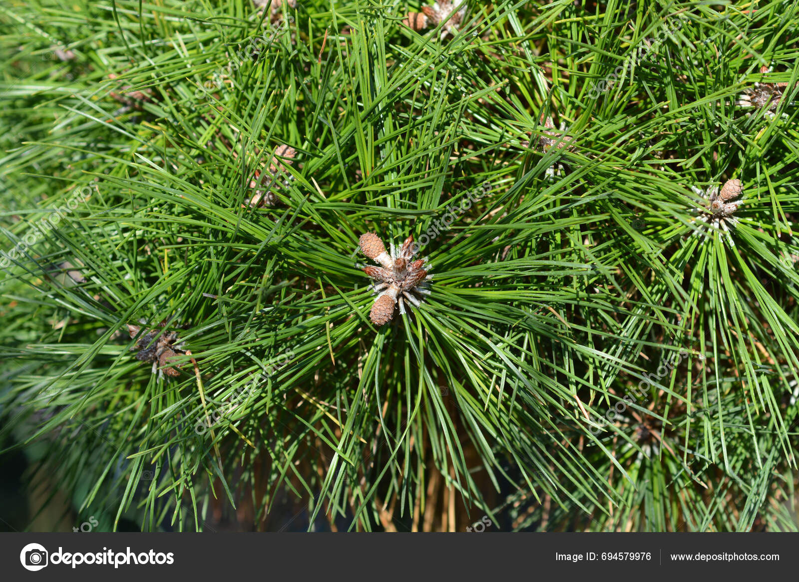 Japanise White Pine Branch Latin Name Pinus Parviflora Brevifolia ...