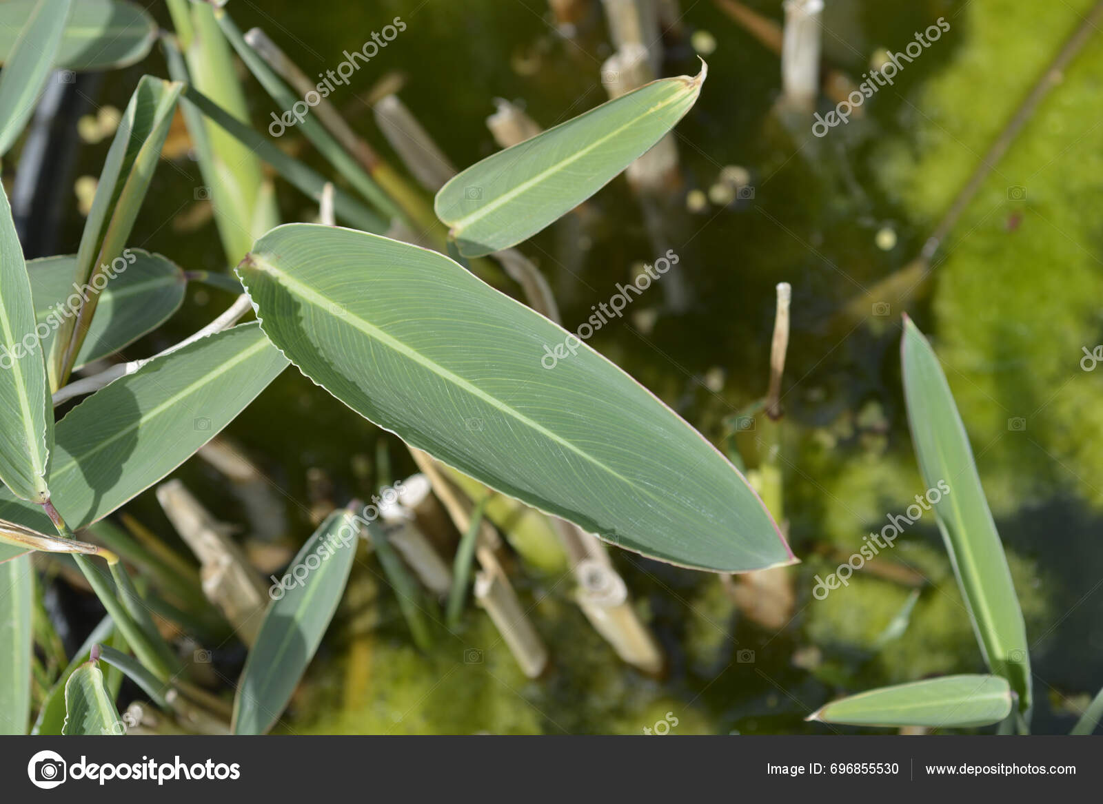 Powdery Alligator Flag Leaves Latin Name Thalia Dealbata — Stock Photo ...