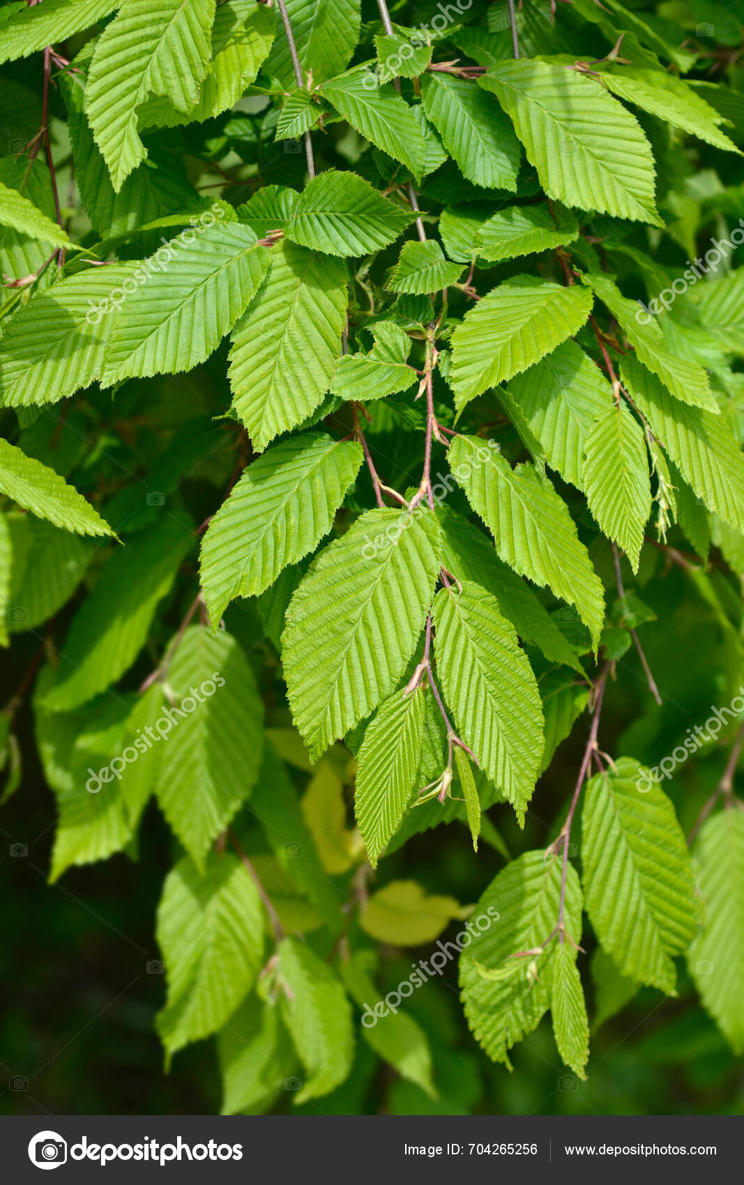 Common Hornbeam Horizontalis Leaves Latin Name Carpinus Betulus ...