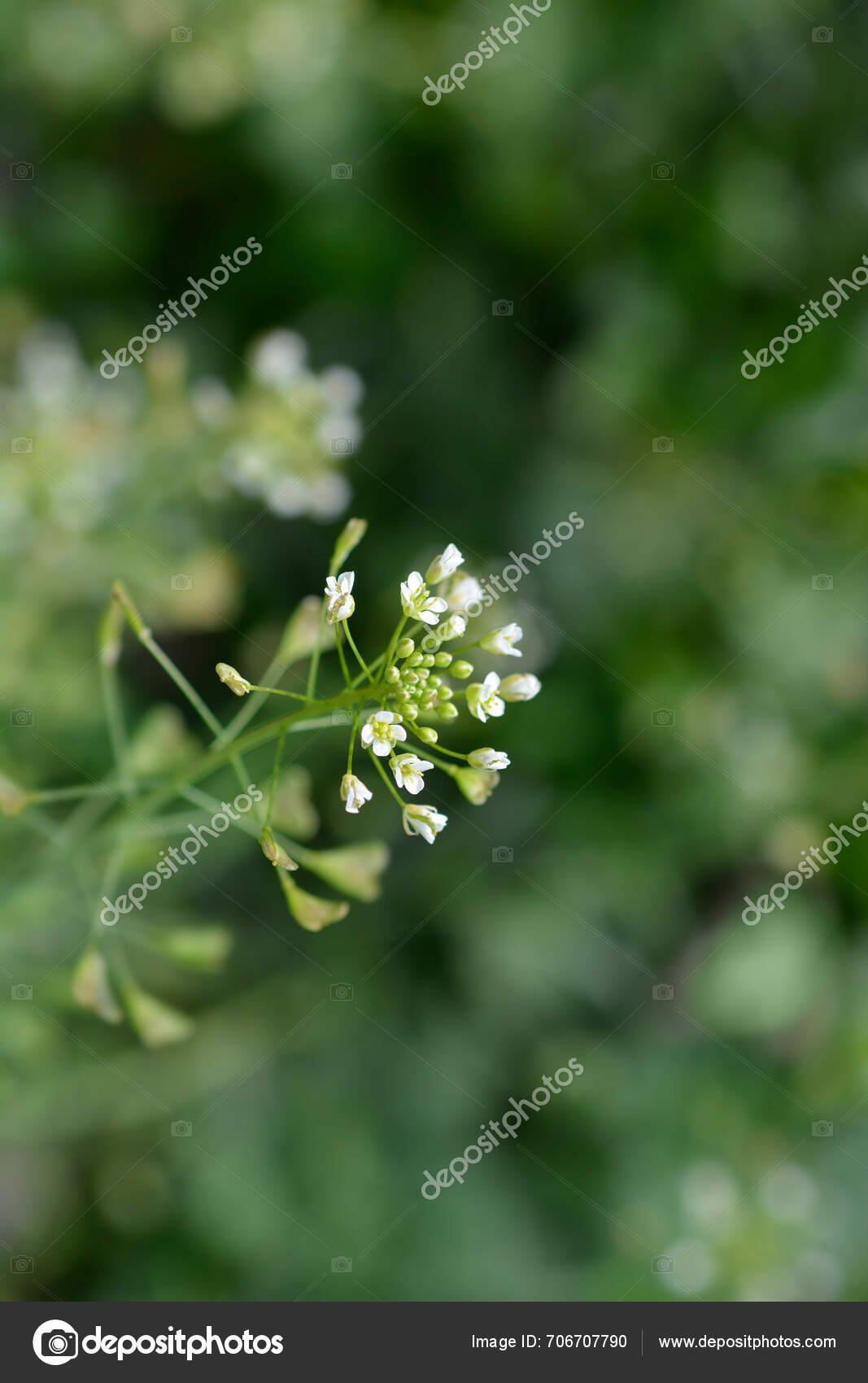 Shepherds Purse Flowers Latin Name Capsella Bursa Pastoris — Stock ...