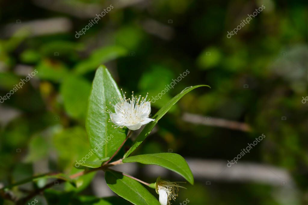Flor blanca mirto común - Nombre latino - Myrtus communis 2024