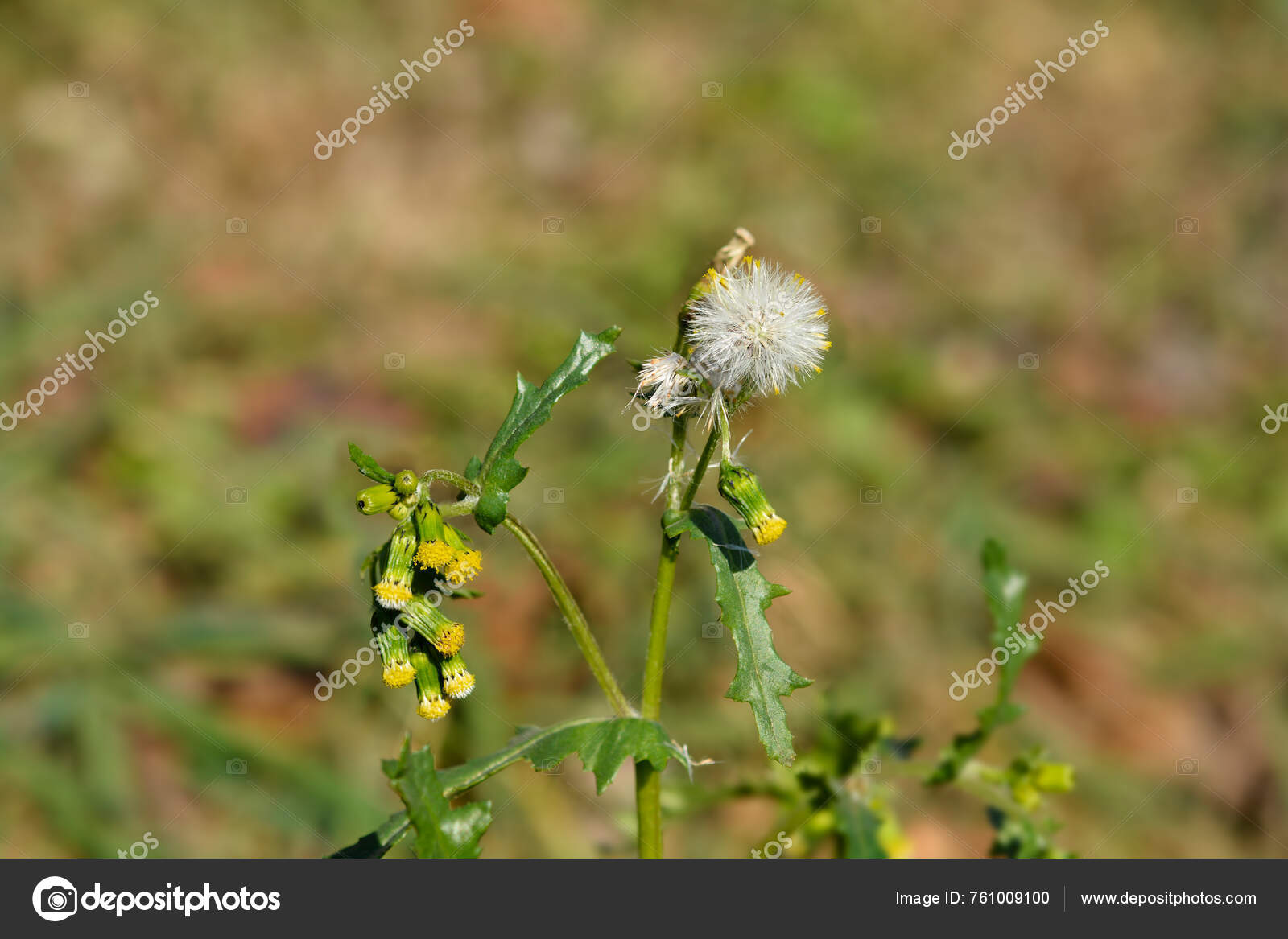 Common Groundsel Flowers Seed Heads Latin Name Senecio Vulgaris — Stock ...
