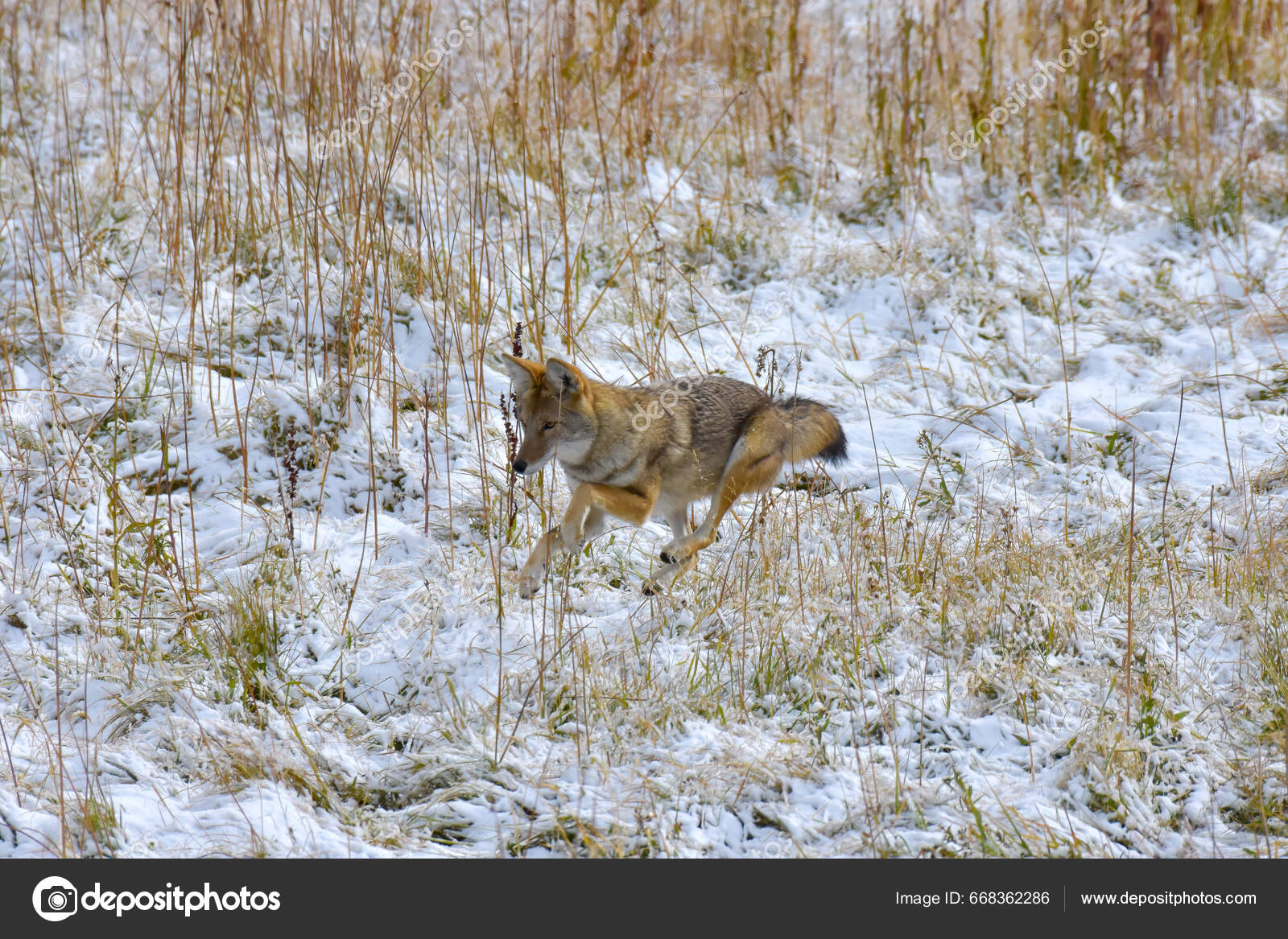 Wolf Ready To Pounce