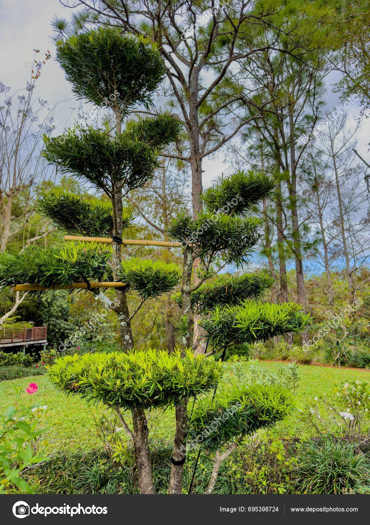 Photo Maki Tree Garden — Stock Photo © felixtm #695398724