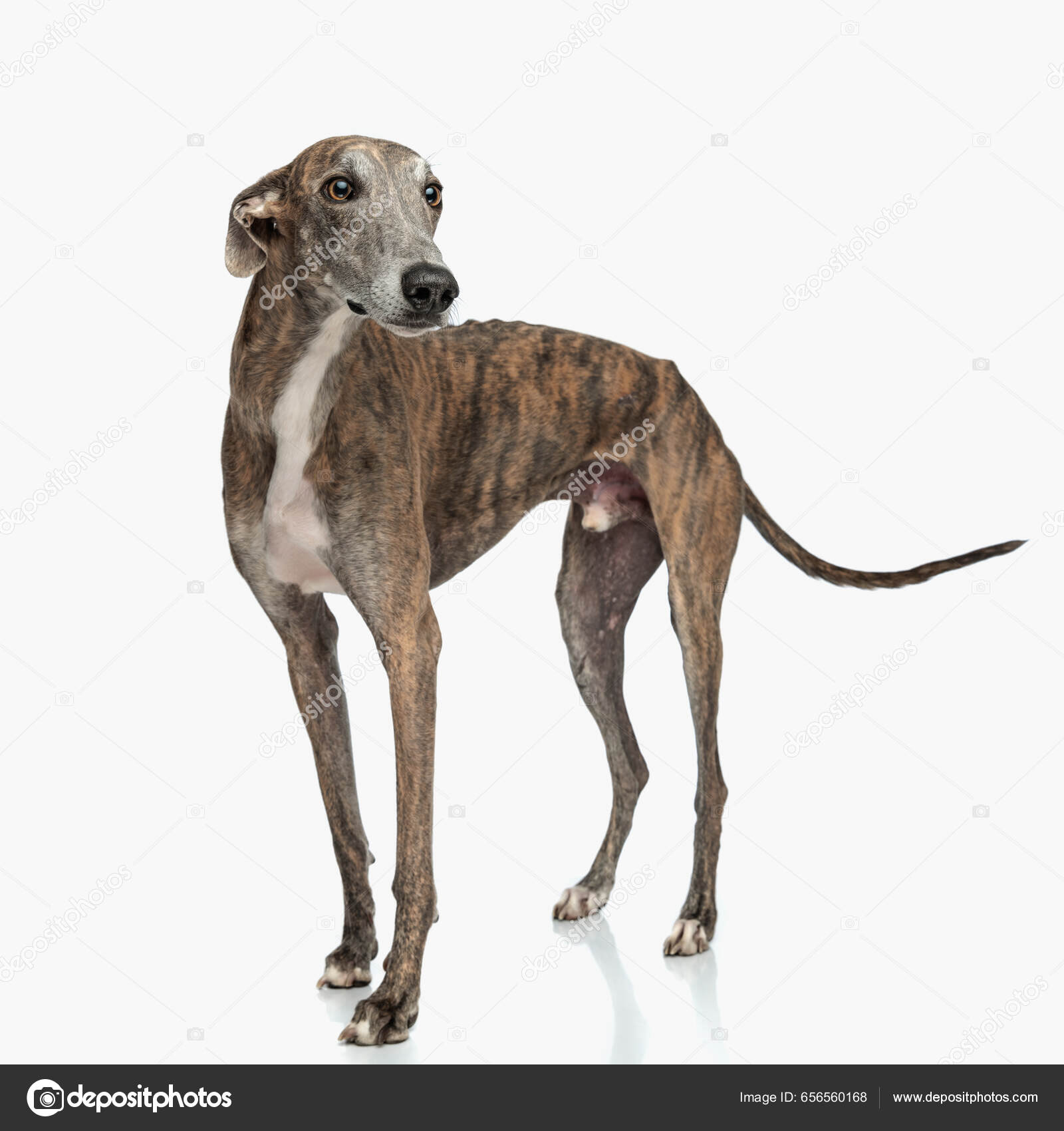 Athletic Greyhound Dog Long Skinny Legs Looking Away Standing Front ...
