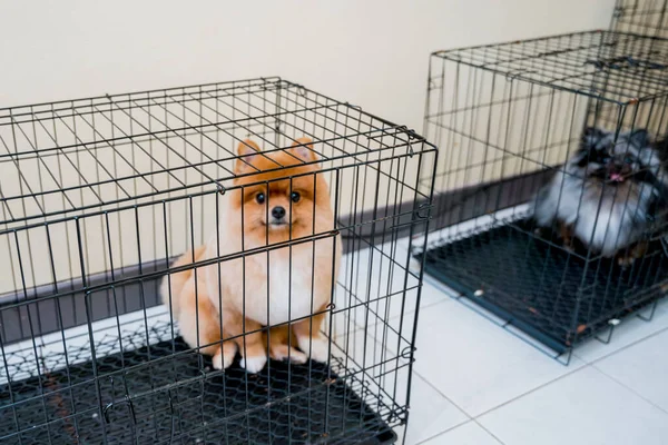 Dogs in prison Stock Photos, Royalty Free Dogs in prison Images ...