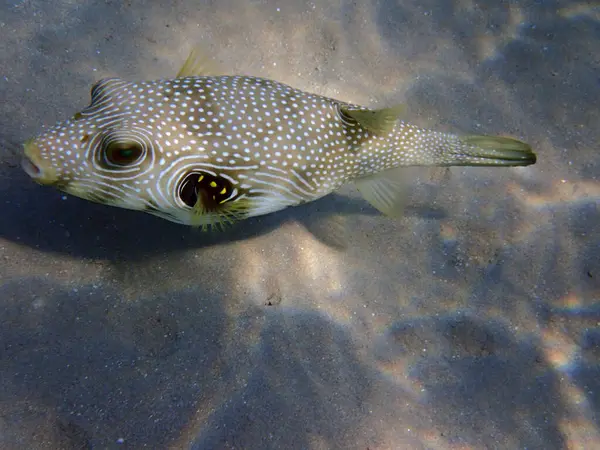 Yellow spotted triggerfish Stock Photos, Royalty Free Yellow spotted ...