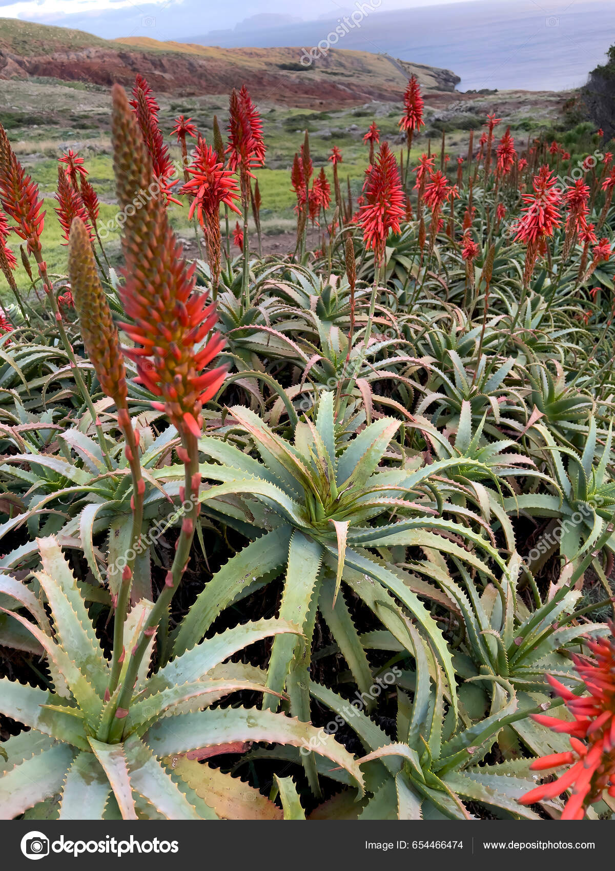Agave Attenuata Ocean Madeira Island Portugal Stock Photo by ©wikki33 ...