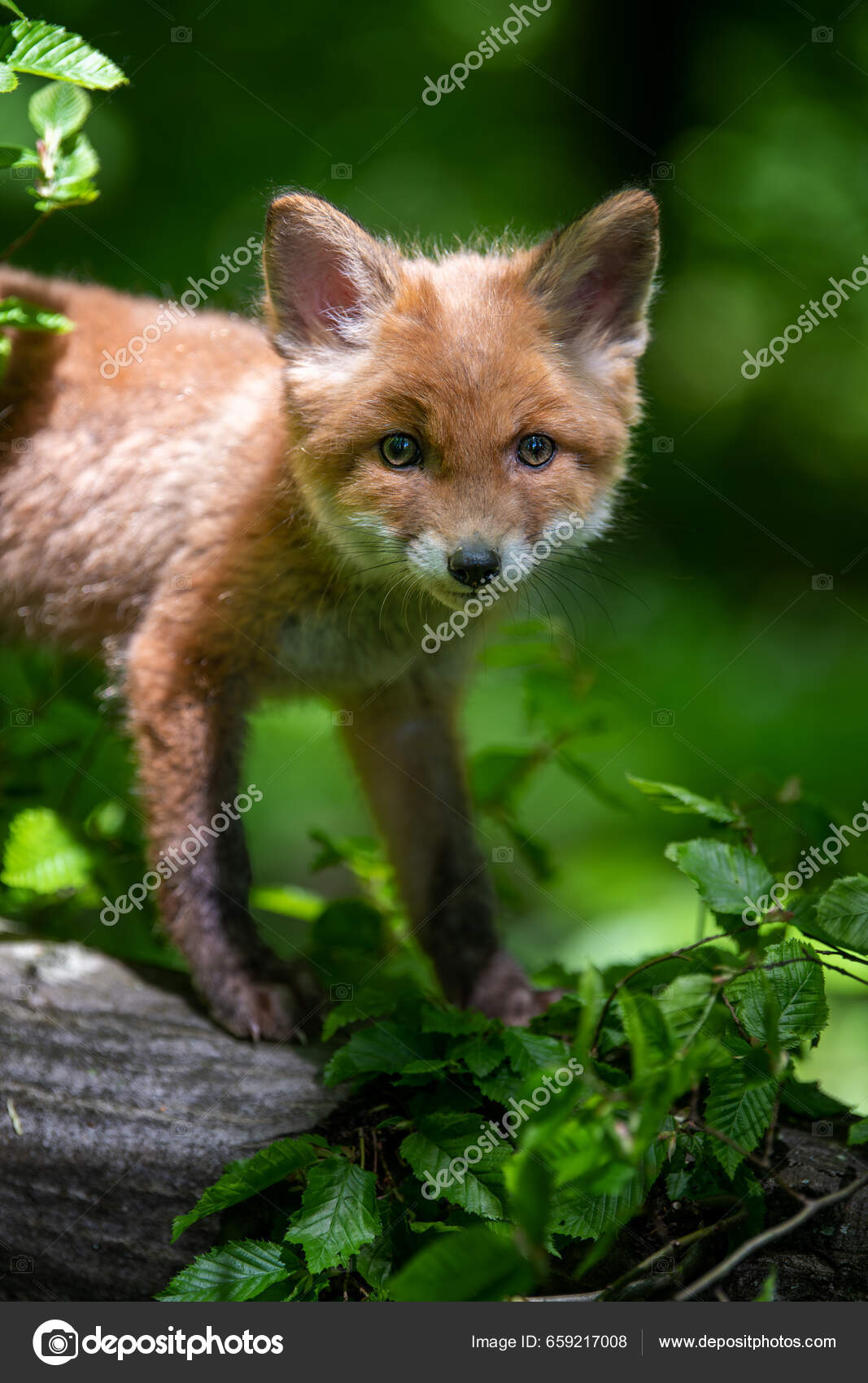 Cute Red Fox Cubs