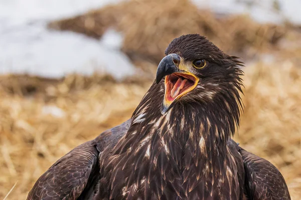 Screaming Eagle Head