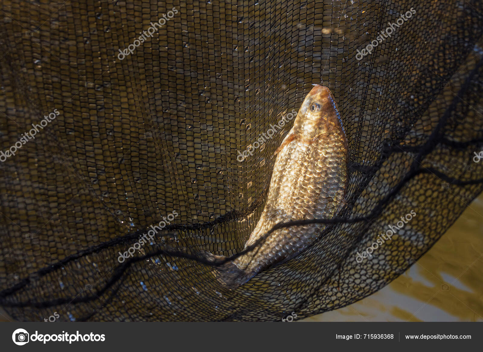 Eurasian Carp European Carp Cyprinus Carpio Widely Known Common Carp ...